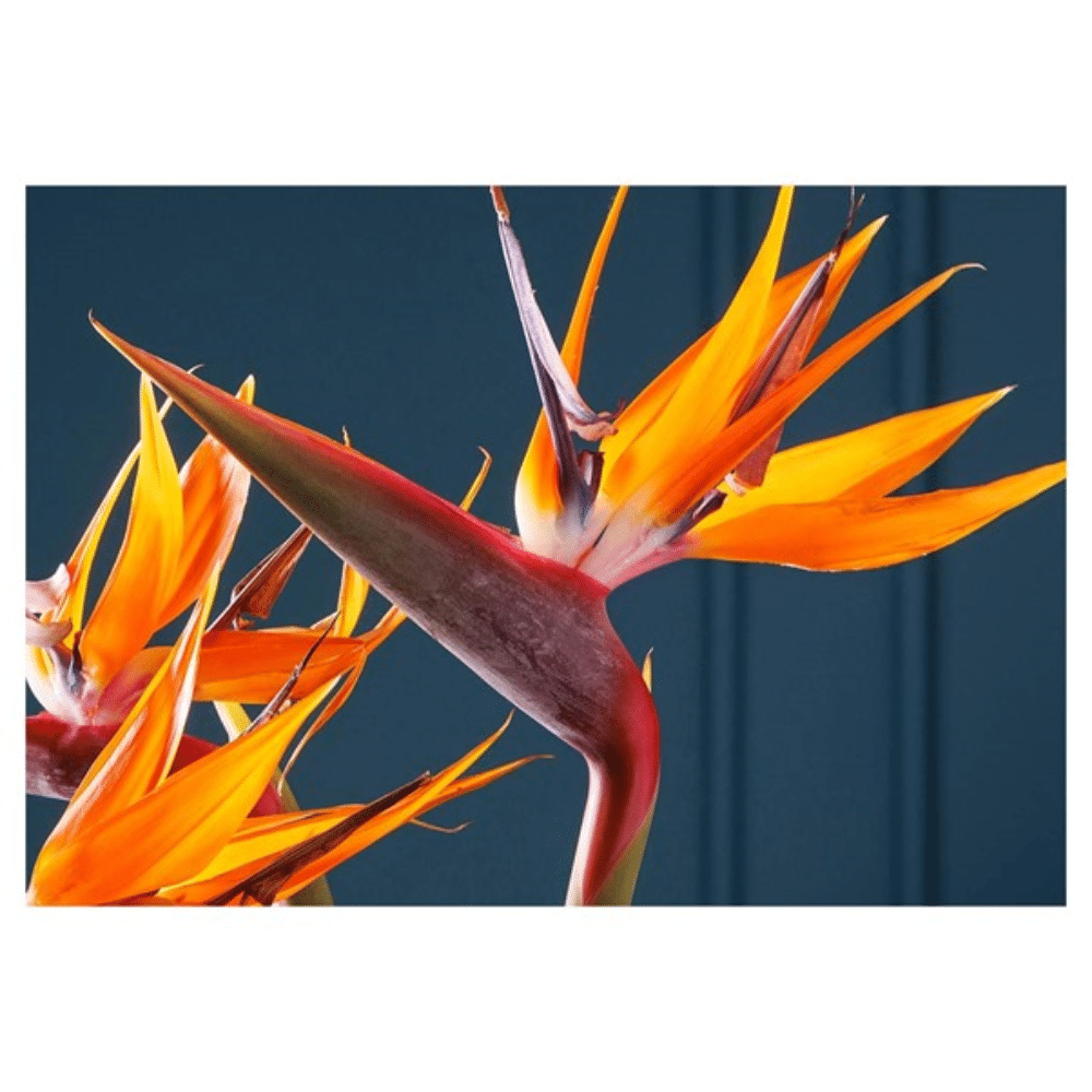Strelitzia Trio Blue Fleece Blanket - Friedman & Cohen